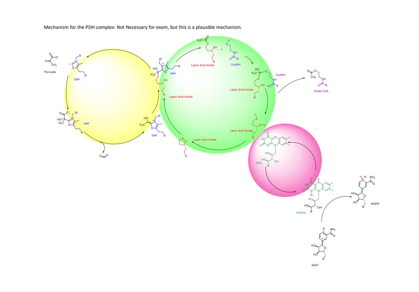 Mechanism for the PDH complex